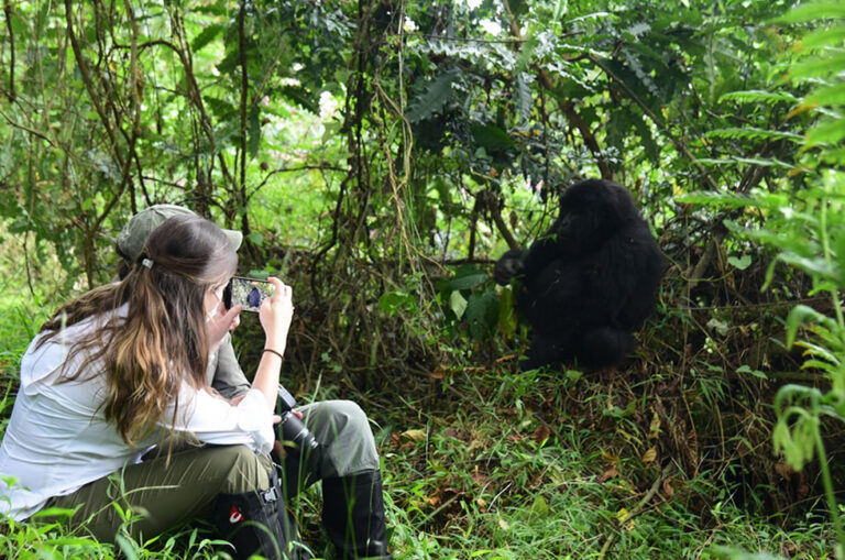 Gorilla Trekking and Conservation in Rwanda Tips: How It Helps